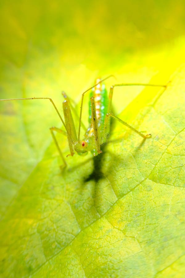 Green Assassin Bug stock photo. Image of natural, single - 236169424 Green Assassin Bug stock photo. Image of natural, single - 236169424