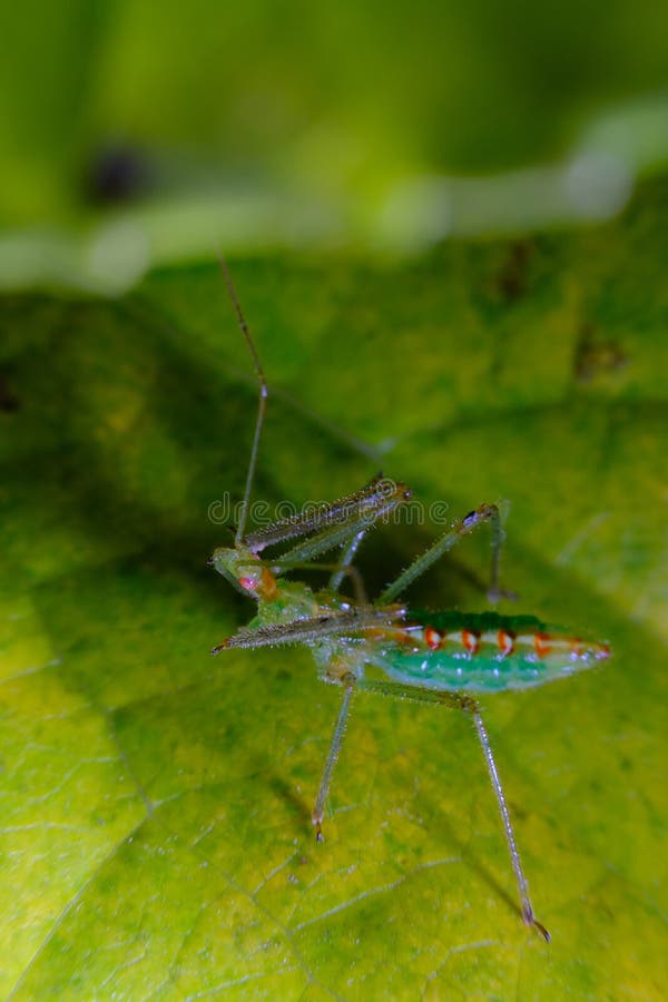 Green Assassin Bug stock image. Image of adult, macro - 236169431 Green Assassin Bug stock image. Image of adult, macro - 236169431