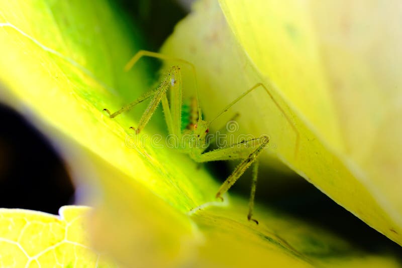 Green Assassin Bug stock photo. Image of single, blue - 236169434 Green Assassin Bug stock photo. Image of single, blue - 236169434