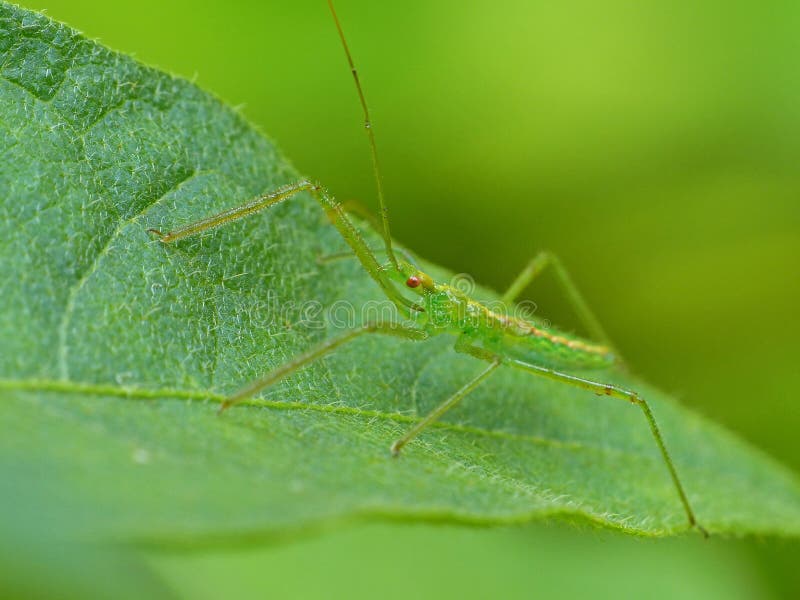 Green Assassin Bug Nymph Feeding on a Fly Stock Image - Image of nymph ...