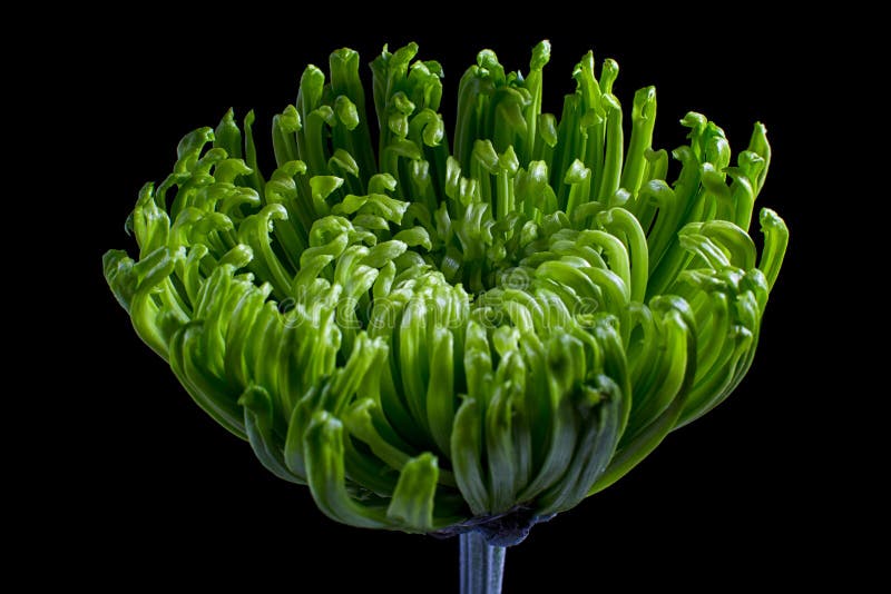 Green aster flower macro stock image. Image of background - 133582981