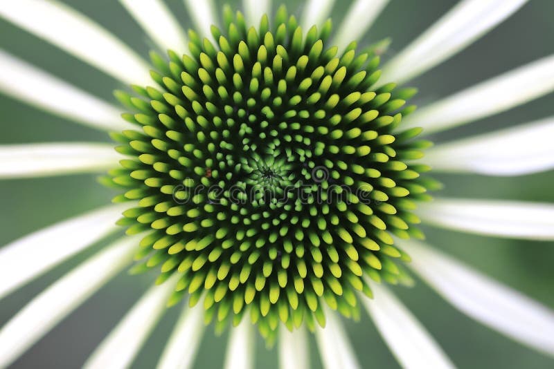 Green aster flower stock photo. Image of center, macro - 43986962