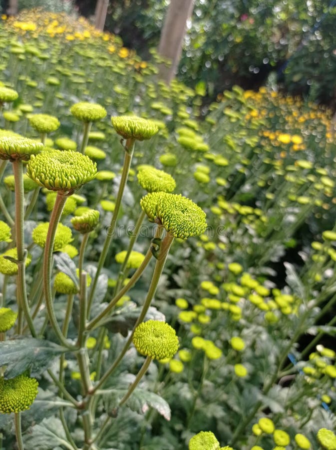 Potrait of Green Aster in the Greenhouse Stock Photo - Image of shrub ...