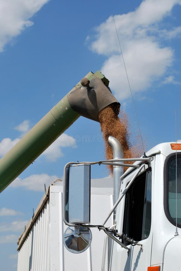 Green Auger Unload Wheat into White Semi Stock Image - Image of dumps ...