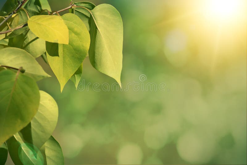 Green Autumn Background with Shallow Focus Stock Image - Image of bokeh ...