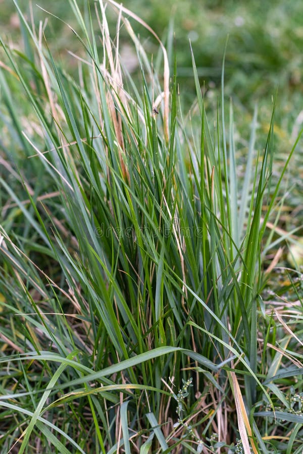 Green Autumn Grass Bush with Dryed Leaves Stock Photo - Image of autumn ...