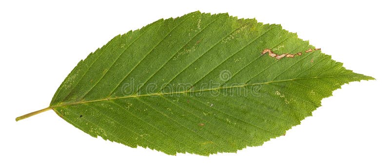 Green autumn leaf stock image. Image of natural, autumn - 63980523