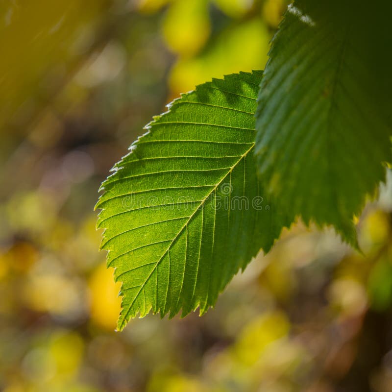 Green autumn leaves stock photo. Image of garden, season - 77903206