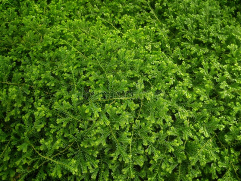 Green Autumn Moss in Forest. Autumn Forest Green Moss Top View Stock ...