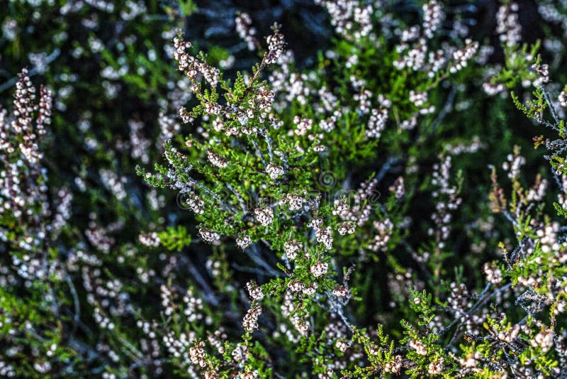Green Autumn Moss in Forest. Autumn Forest Green Moss Top View. Green ...
