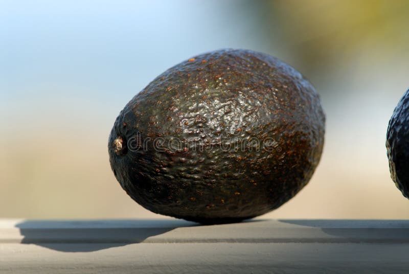 A Green Avacado Sitting on a Windowsill Stock Photo - Image of ...