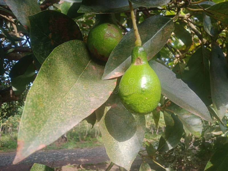 Green Avocado Fruit Bearing Fruit on the Stem of the Plant Stock Image ...