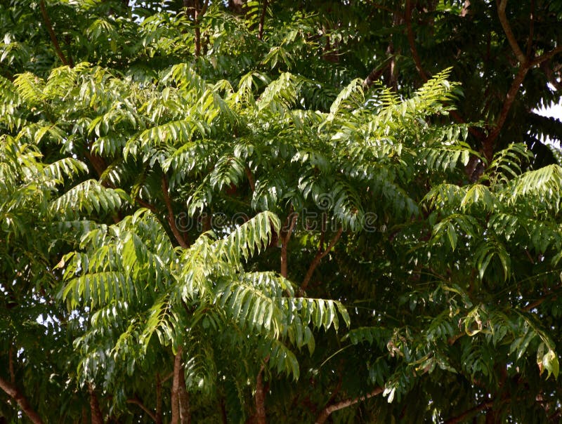 Green Azadirachta Indica Leaves of a Tree in the Garden Stock Image ...