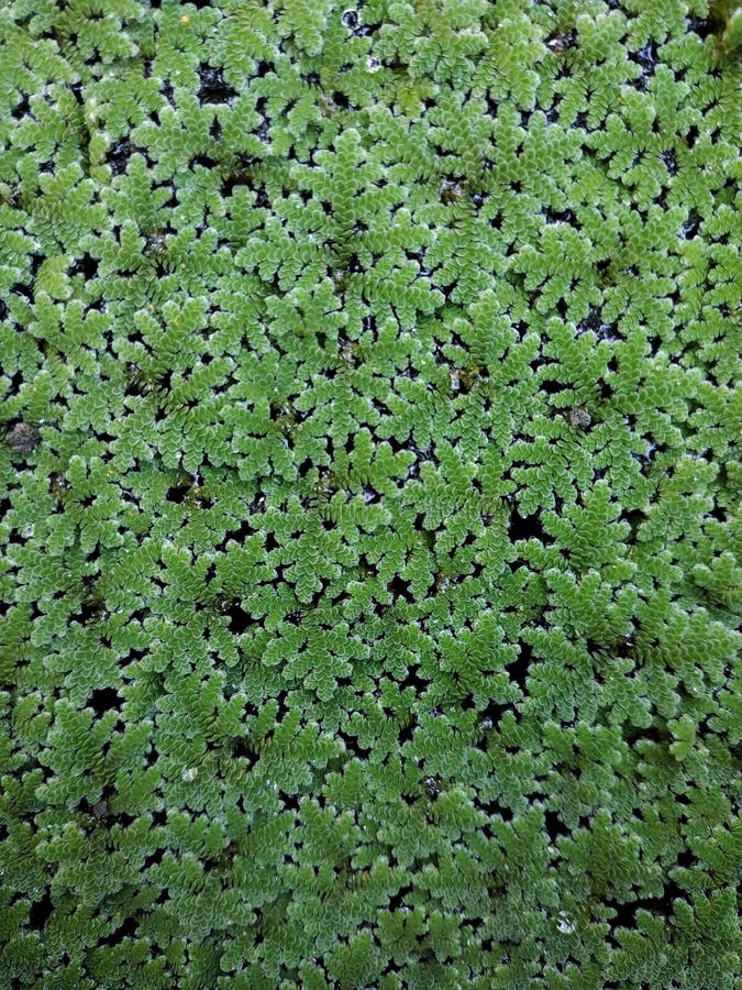 Green Azolla is a Floating Water Fern Stock Image - Image of excellent ...