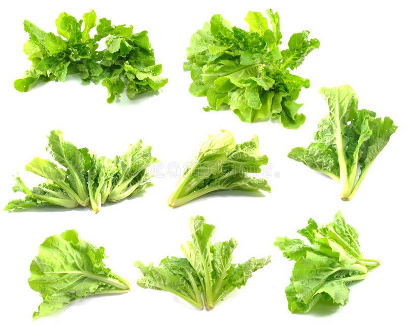 Green Baby Cabbage on White Background Stock Photo - Image of baby ...