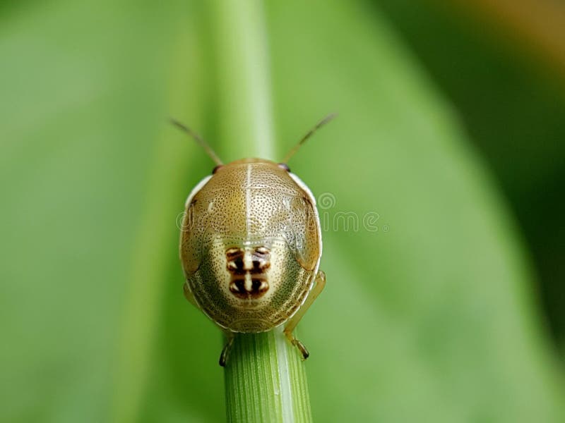 Green baby insect stock photo. Image of green, nature - 61104184