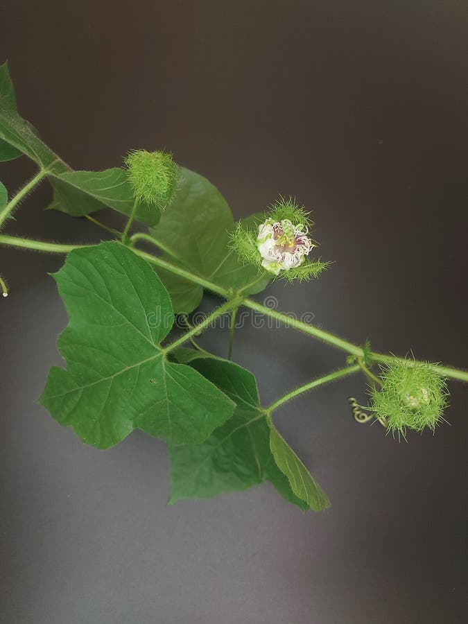 The green baby Katok Kor. stock image. Image of green - 248819441