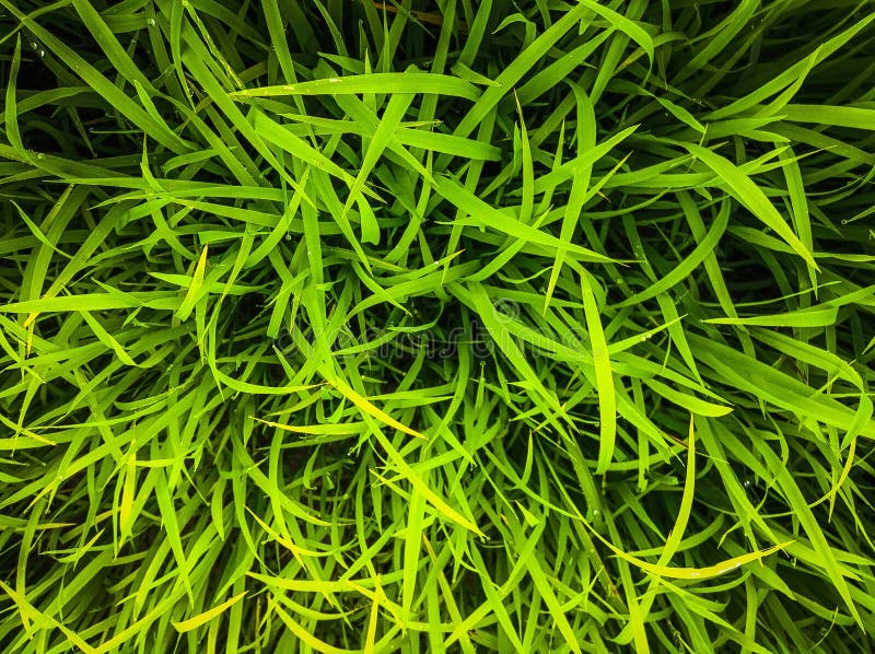 Baby Rice Tree at Organic Farm in Daylight. Stock Image - Image of ...
