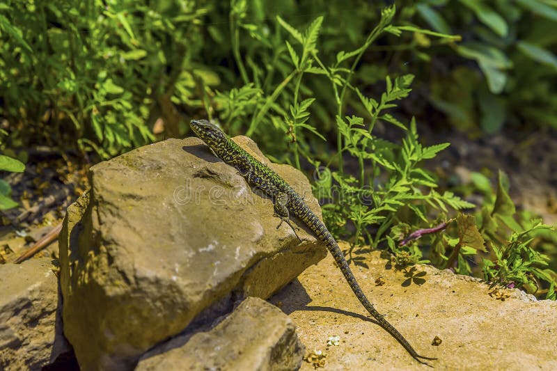 The back of the lizard. stock photo. Image of beautiful - 15569464