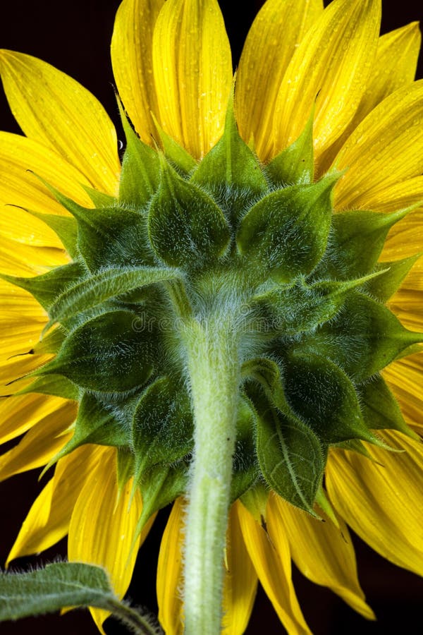 Green back of sunflower. stock image. Image of botanical - 33365631