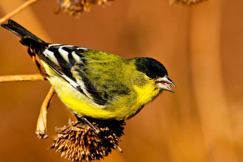 Lesser Goldfinch stock photo. Image of wild, wildlife - 5605138
