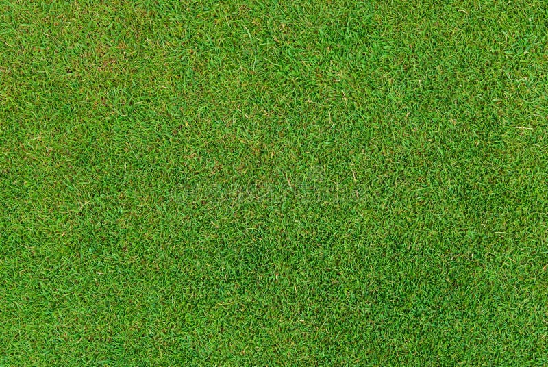Bermuda Grass Background stock image. Image of golf, green - 13874367