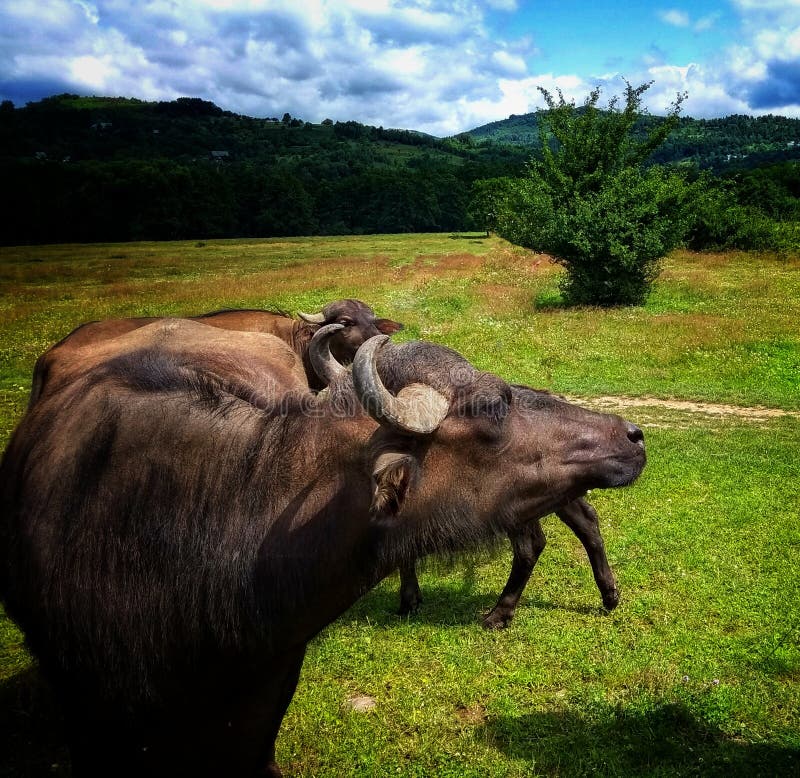 181 Buffalo Side Profile Photos - Free & Royalty-Free Stock Photos from ...