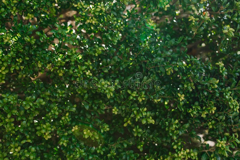 Green Background of Boxwood Leaves Stock Photo - Image of decoration ...