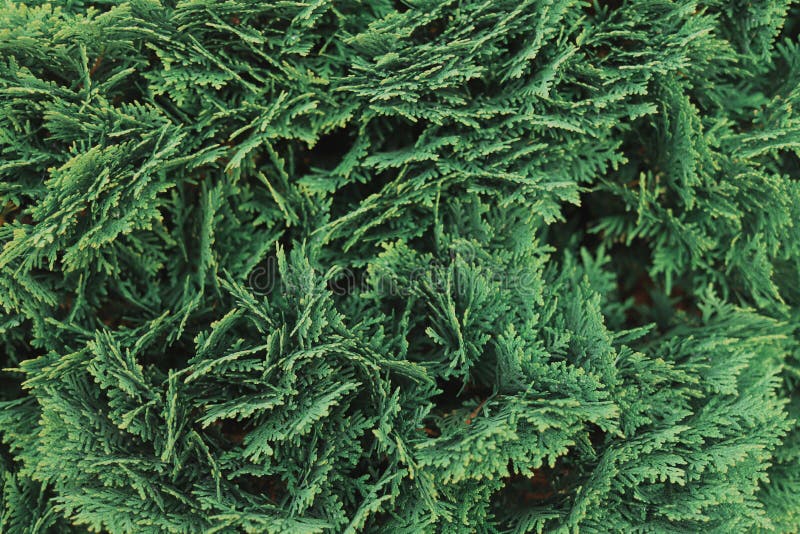 Green Background with Branches of Thuja, Top View Stock Image - Image ...
