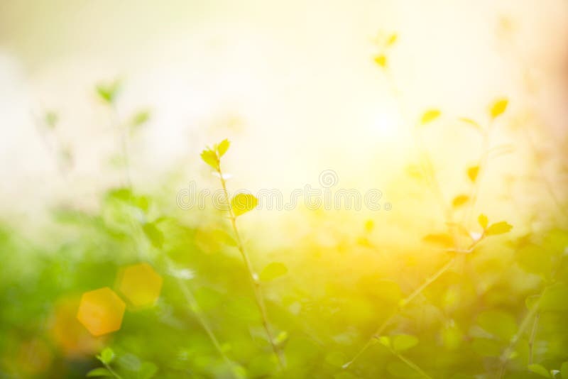 Green Background Concept. Shallow Depth of Field. Stock Image - Image ...
