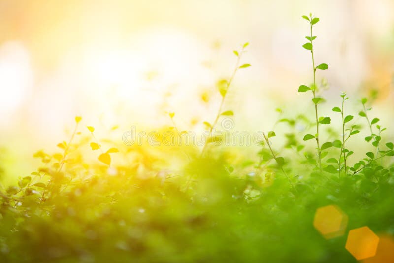 Green Background Concept. Shallow Depth of Field. Stock Photo - Image ...