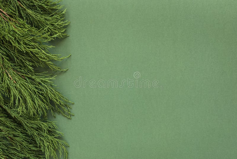 Green Background with Conifer Branches on Side, Backdrop for Organic ...