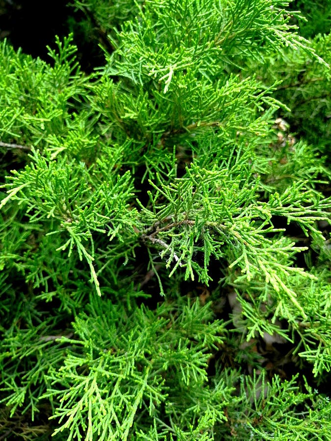 1,571 Conifers Texture Photos - Free & Royalty-Free Stock Photos from ...