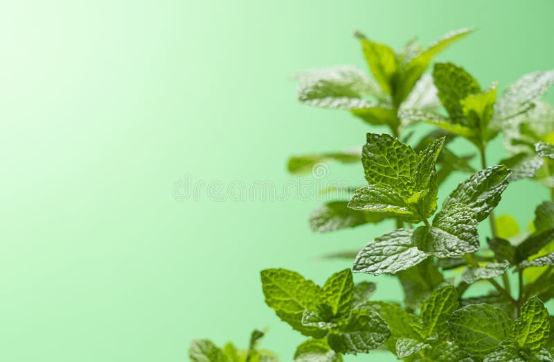 Green Background with Copy Space. Mint in the Foreground Stock Photo ...