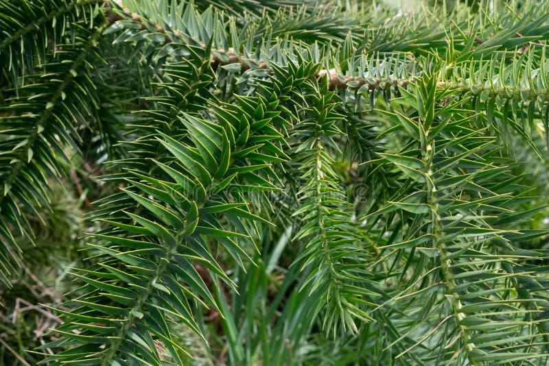 Green Branches of Cunninghamia Lanceolata, Close-up. Stock Photo ...
