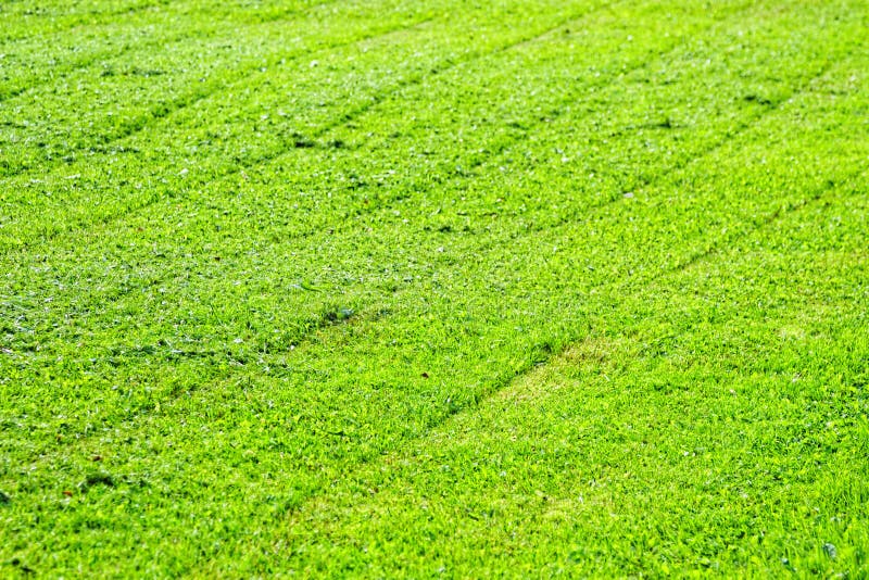 Green Background of Freshly Cut Grass. Natural Texture of Field Stock ...