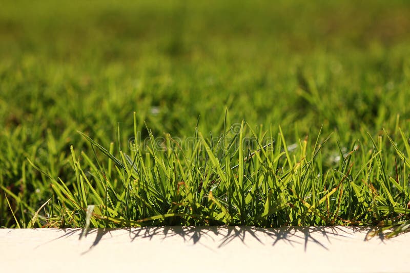 Grass with table stock image. Image of flower, green - 88847235