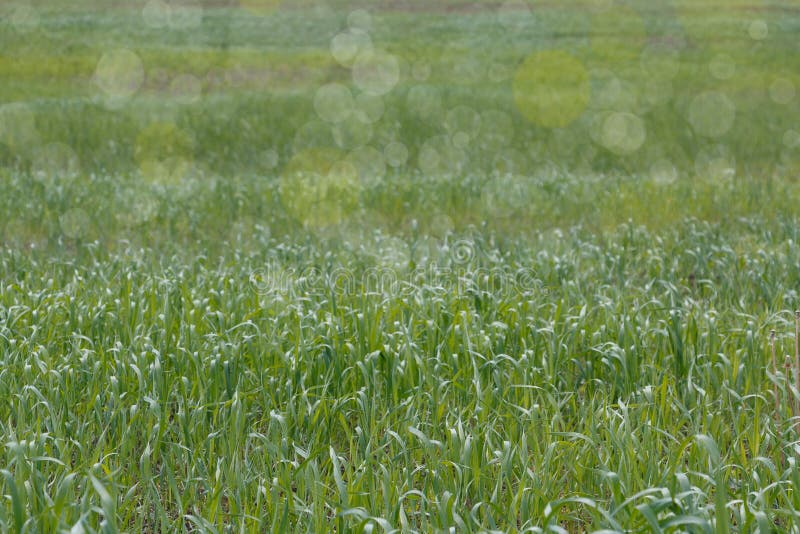 Green Background with the Image of Grass Crops Stock Photo - Image of ...