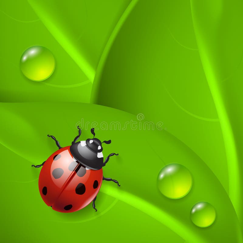 Realistic Ladybug Shadow Stock Illustrations – 79 Realistic Ladybug ...