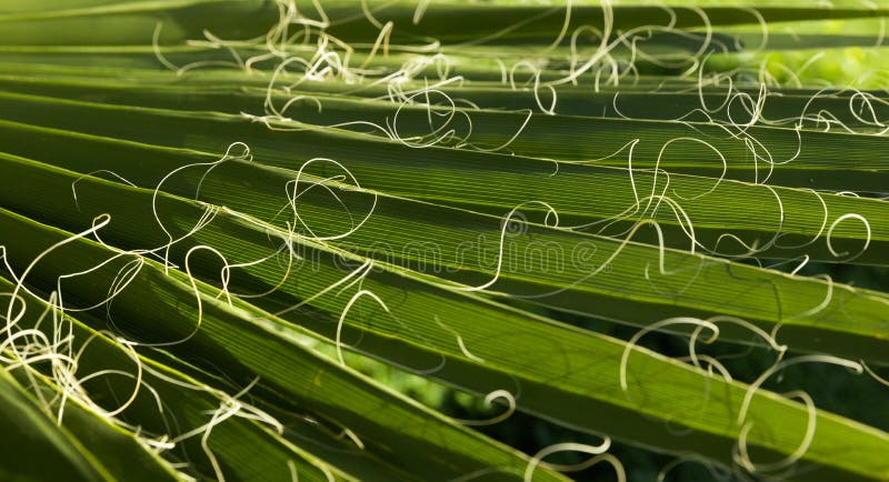 Green Background with a Large Image of a Palm Leaf.wallpaper on the ...
