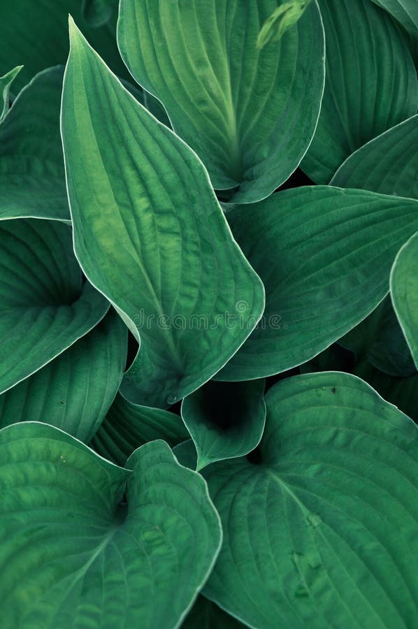 Green Background of Leaf Hosts. Nature Background Stock Image - Image ...