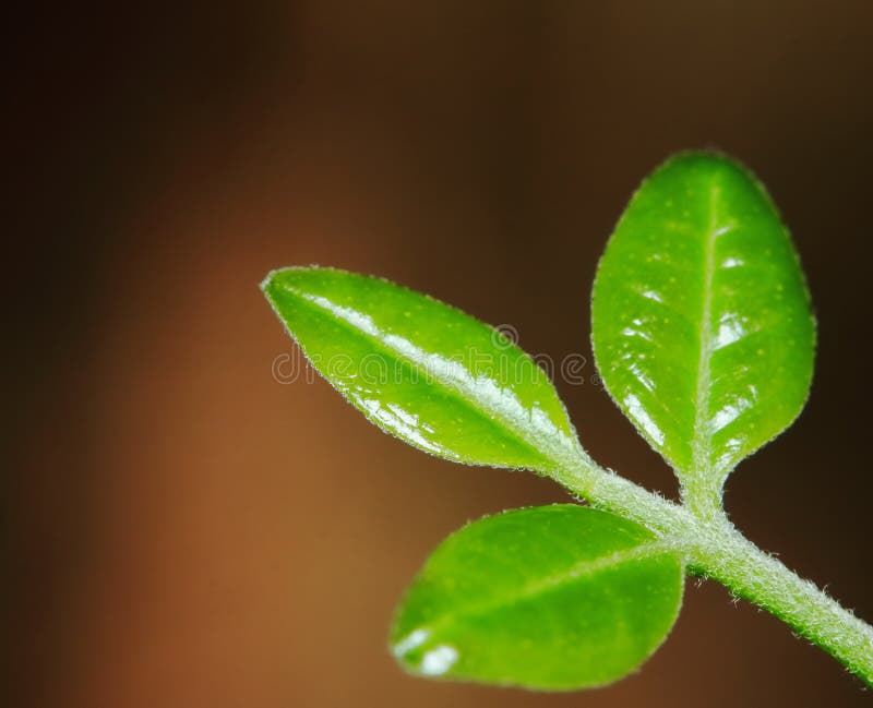 Green Background Made of Fresh Plants. Natural Texture Stock Image ...
