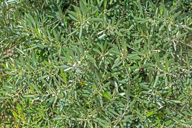 Green Background of Olive Tree Leaves, Small Olives Stock Image - Image ...