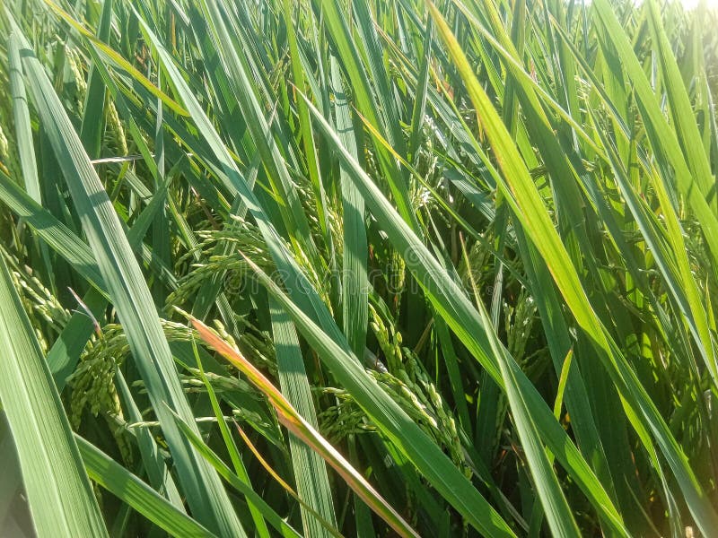 Green Background Paddy Field Stock Photo - Image of paddy, agriculture ...
