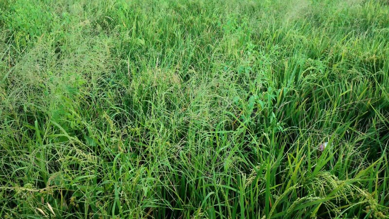 Green Background of Panicum Maximum among Oryza Sativa Plants Blown by ...