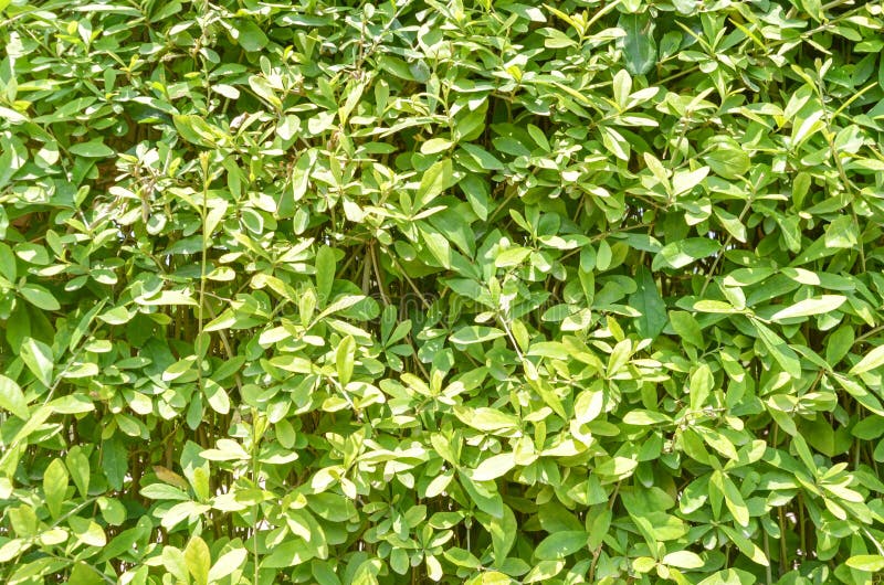 Green Background stock photo. Image of calm, grass, texture - 94728886