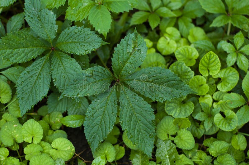 Green Background from Plants Stock Photo - Image of blooming, bright ...