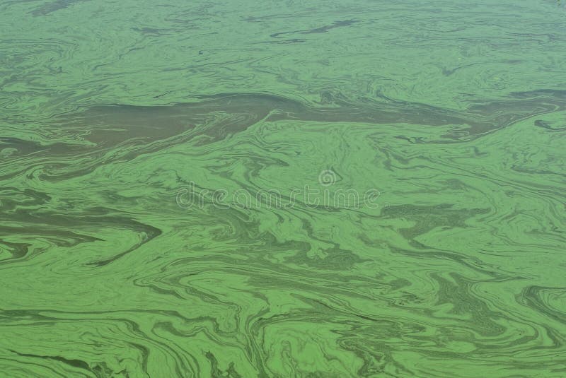 Green Background from the Polluted Water Stock Image - Image of dirt ...