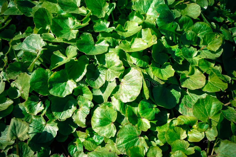 Green Background with Round Leaves Plants Stock Image - Image of ...