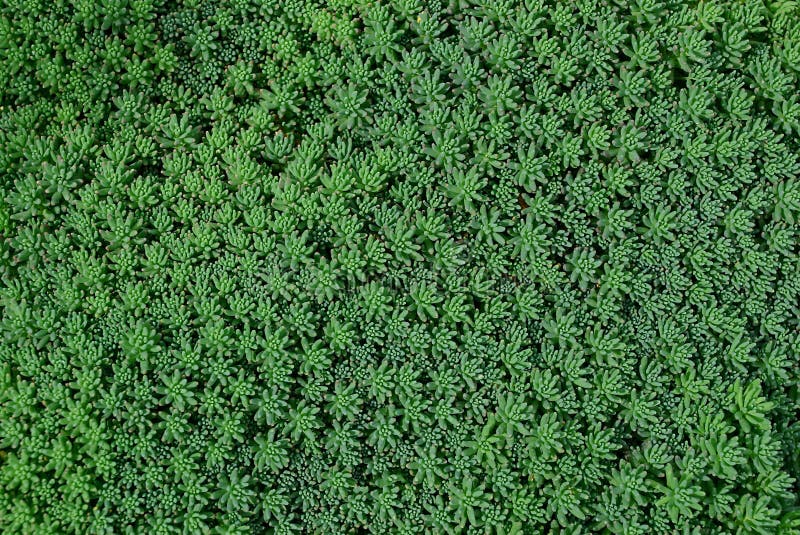 Green Background of Small Ornamental Plants on a Flower Bed Stock Image ...